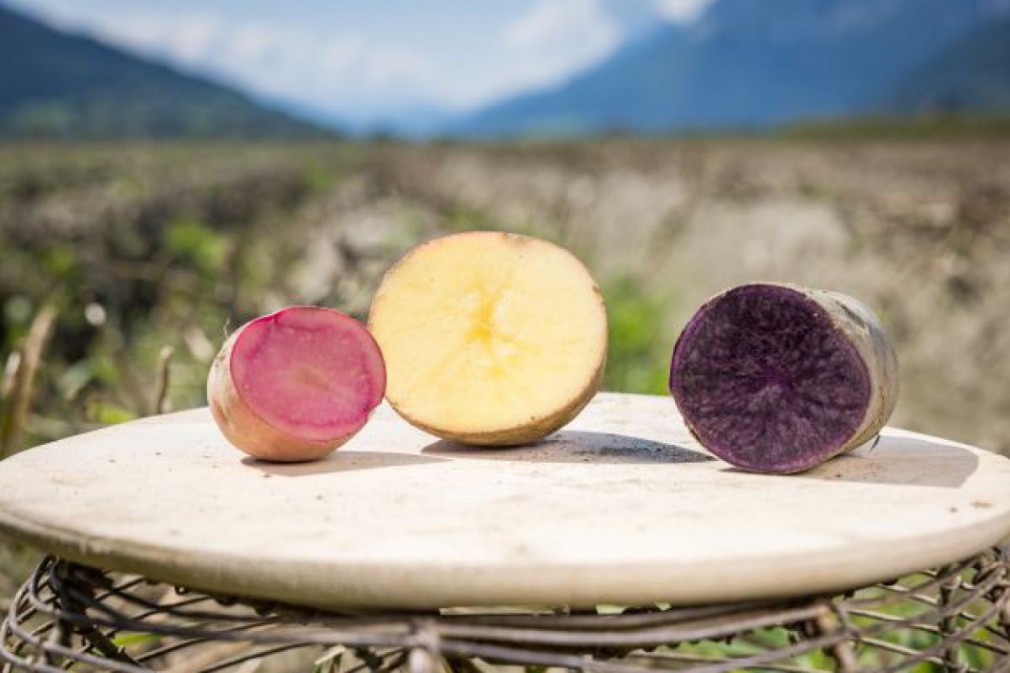 Erdäpfel frisch geerntet - vielfältig & gesund - So schmeckt NÖ