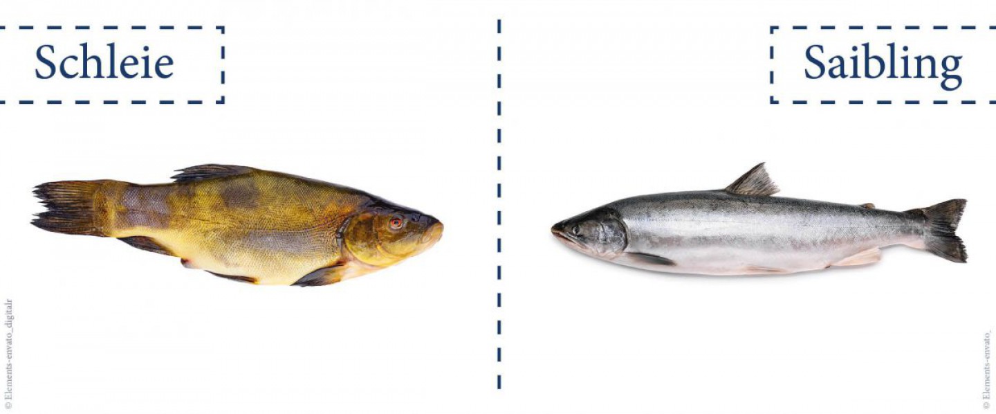 Regionaler Fischgenuss - So schmeckt NÖ