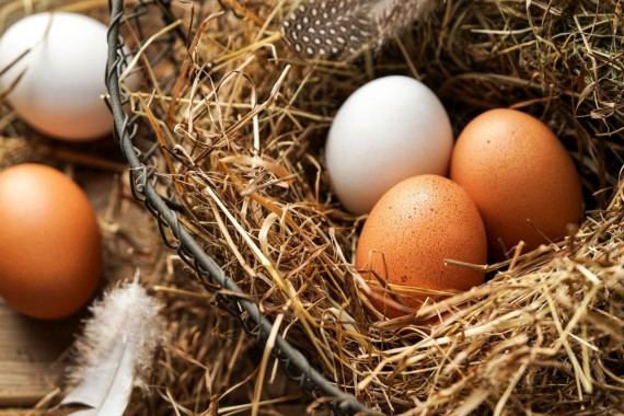 Alles über das Ei - So schmeckt NÖ